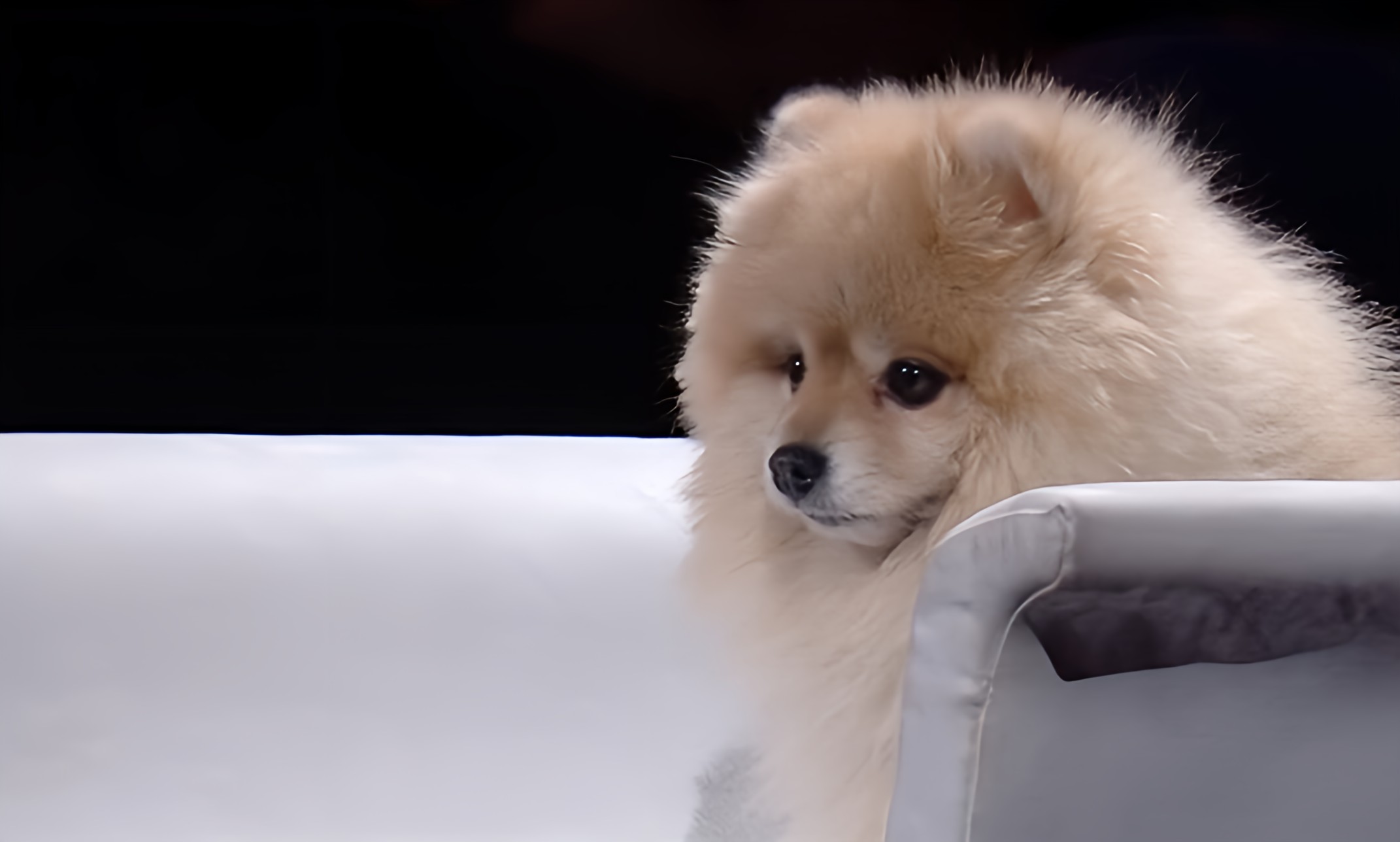 Craquant, Tupac, le chien de Nawell Madani, a attendu sagement sa ...